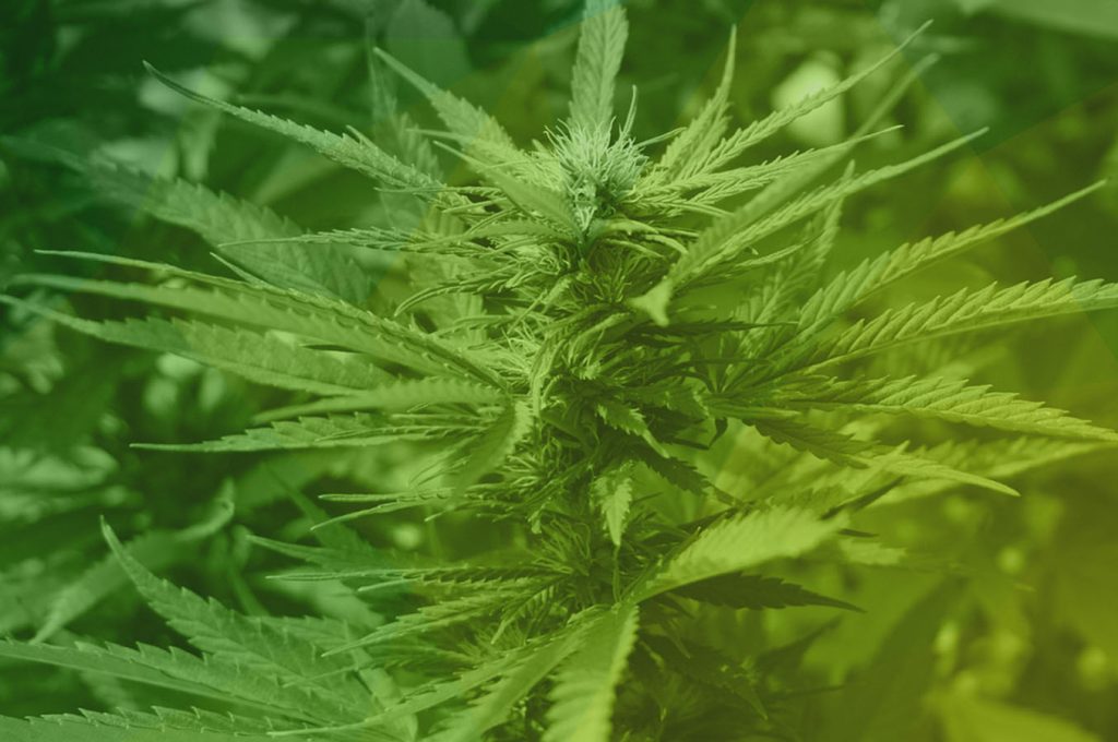 Critical 2.0 – Mister Seeds